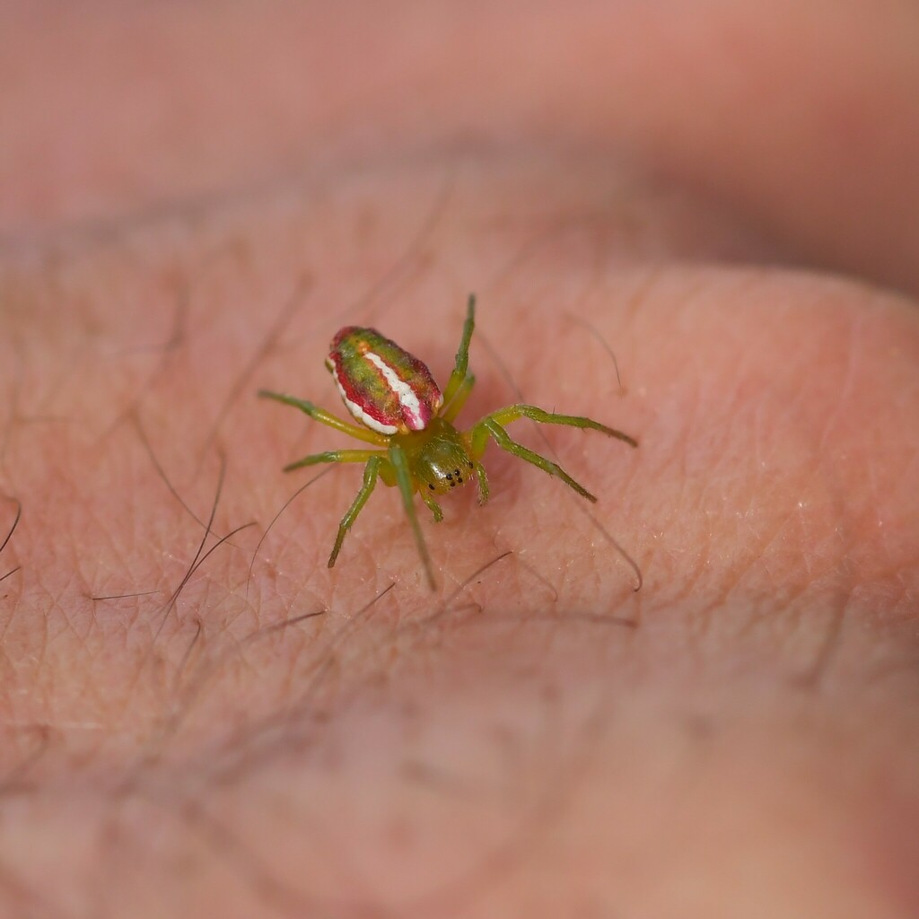 Alpaida rostratula from Las Flores, Provincia de Buenos Aires ...