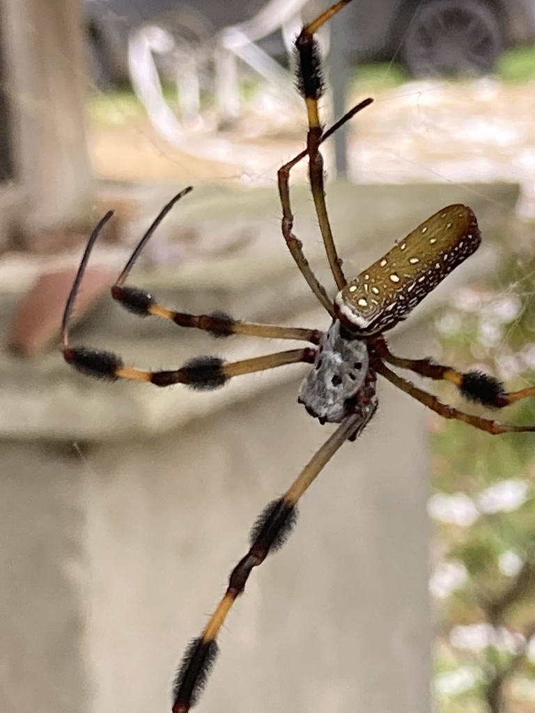 Golden Silk Spider from Talladega National Forest, Heflin, AL, US on ...