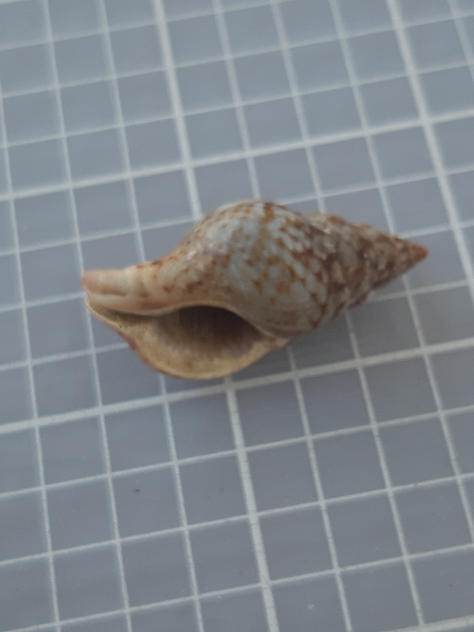 Euthria cornea (Linnaeus, 1758)