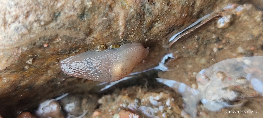 Smooth Land Slugs from Huamanga, PE-AY, PE on September 25, 2022 at 08: ...