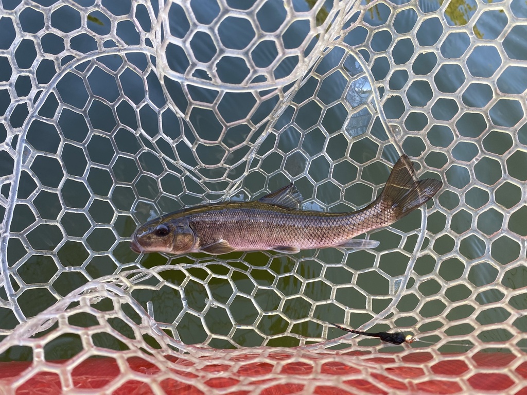White Sucker from Bud Lake, Nipissing, Unorganized, South Part, ON, CA ...