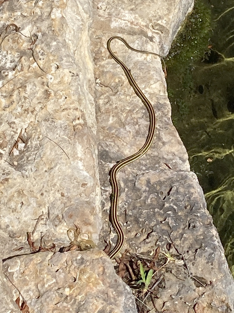 Western Ribbon Snake from Boiling Springs State Park, Woodward, OK, US ...