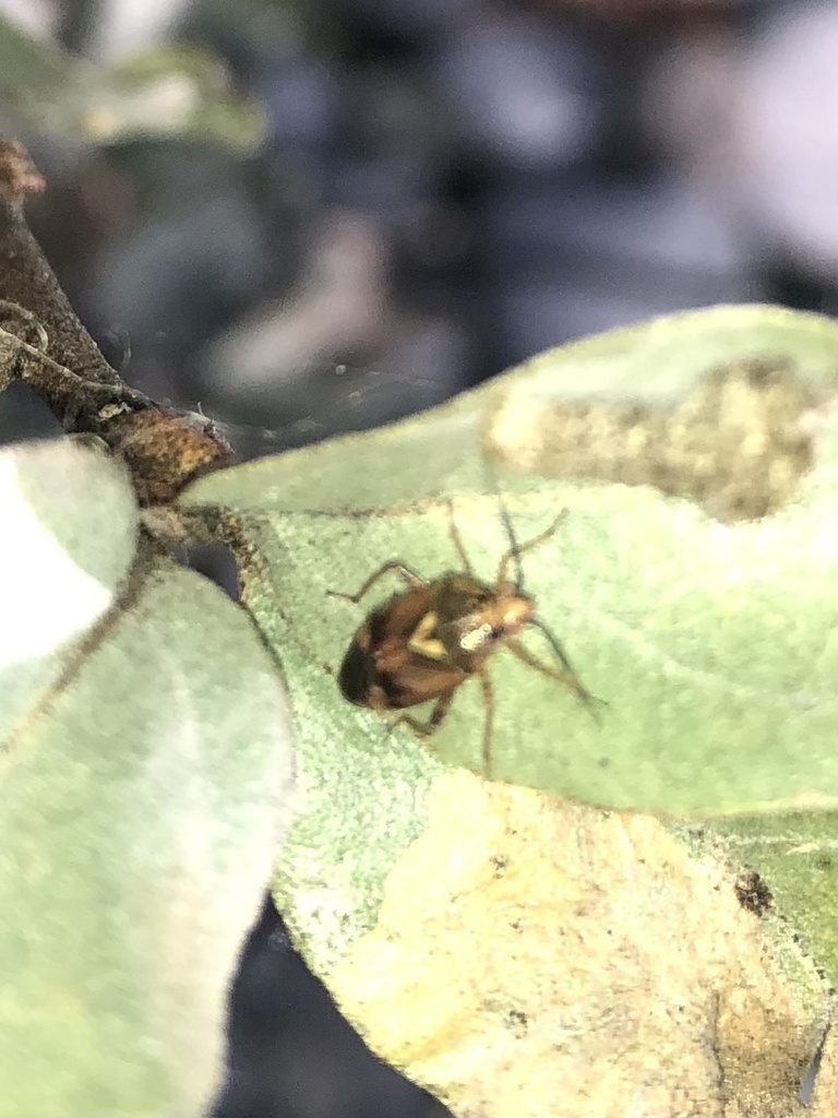 Lygus Bugs in September 2022 by LutrinaeEnhydra · iNaturalist