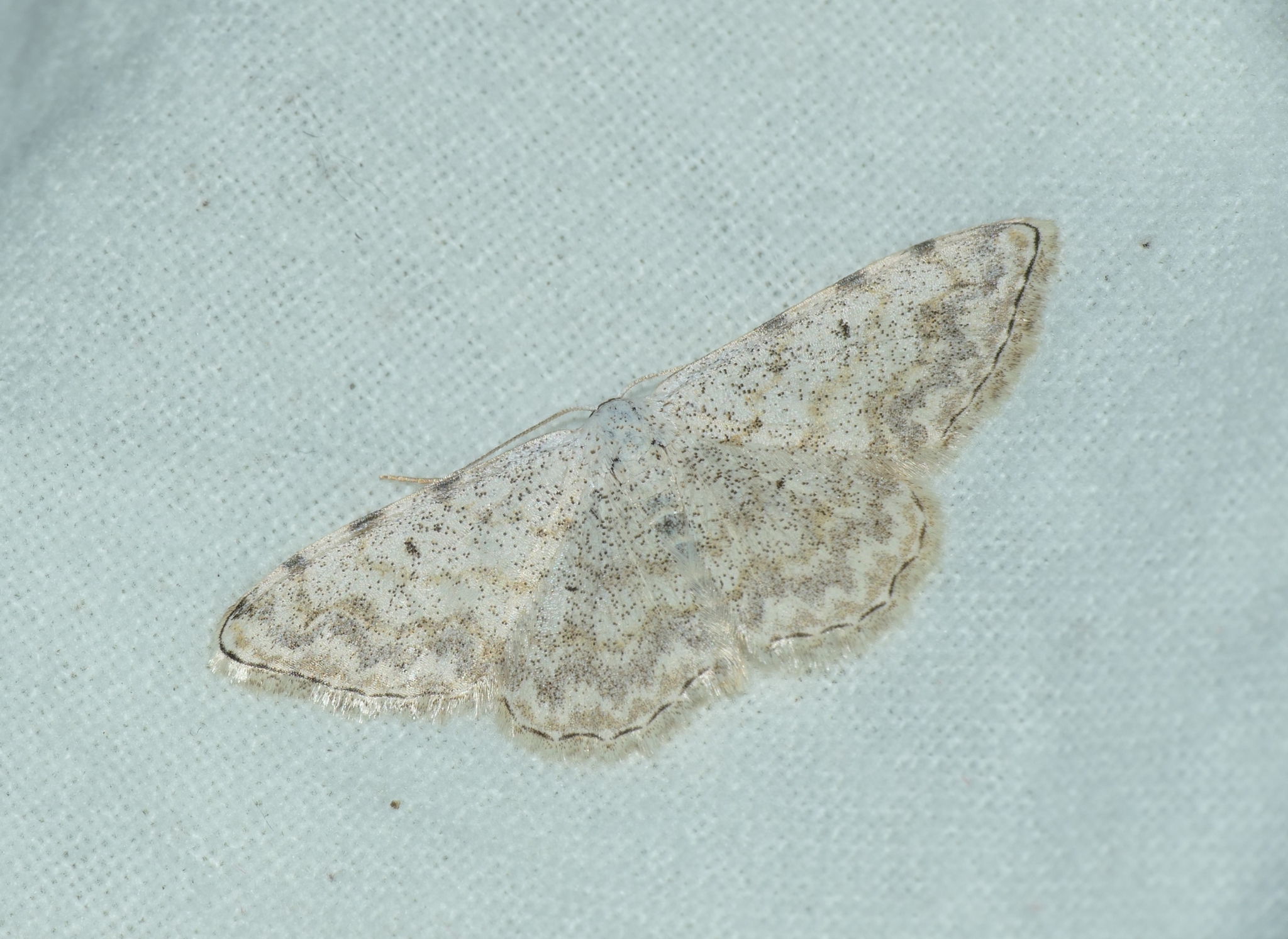 Scopula submutata (Treitschke, 1828)