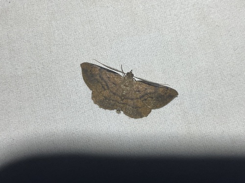 Scotorythra arboricolens · iNaturalist United Kingdom