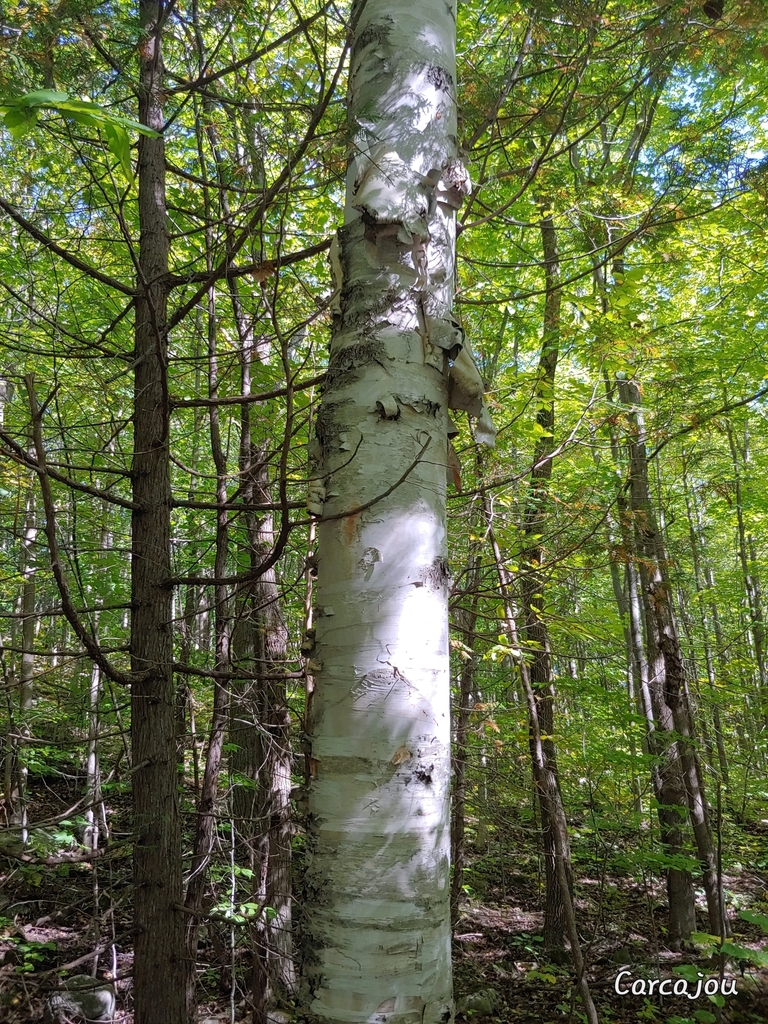 paper birch from Repentigny, QC J5Z 4C7, Canada on September 24, 2022 ...