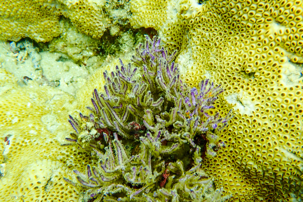 Yellow Sea Whip from Mount Irvine Bay, Trinidad and Tobago on September ...