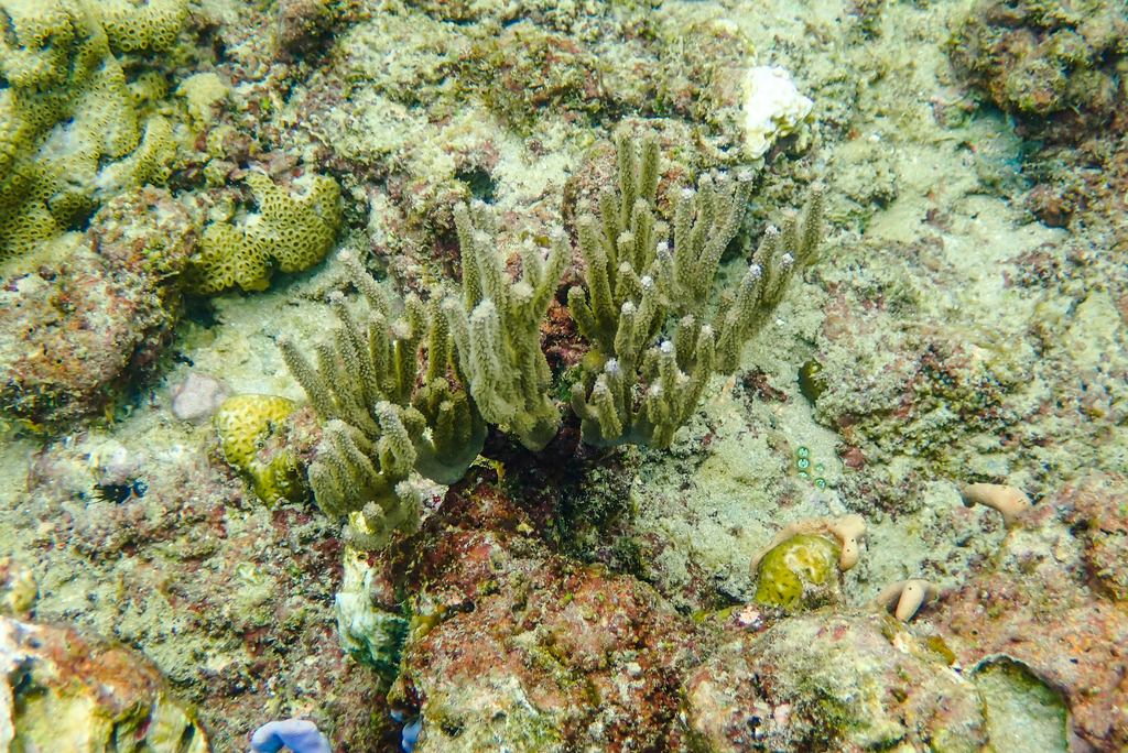 Knobby Sea Rods from Mount Irvine Bay, Trinidad and Tobago on September ...
