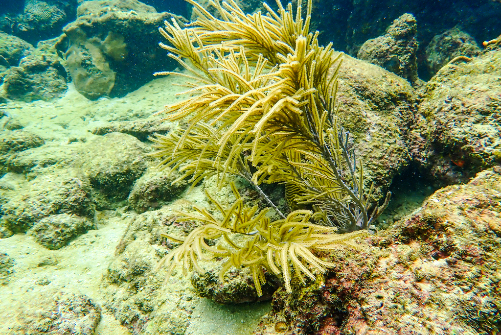 Atlantic Sea Plumes from Mount Irvine Bay, Trinidad and Tobago on ...