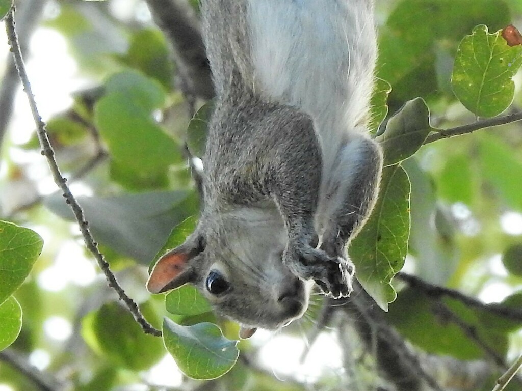 Eastern Gray Squirrel from Arthur R. Marshall Loxahatchee Wildlife ...