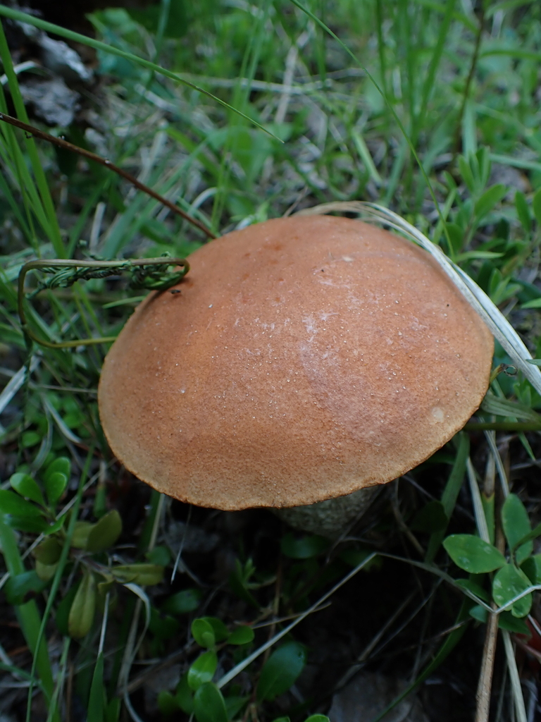 Leccinum from Cariboo, BC, Canada on July 11, 2022 at 05:06 PM by Julia ...