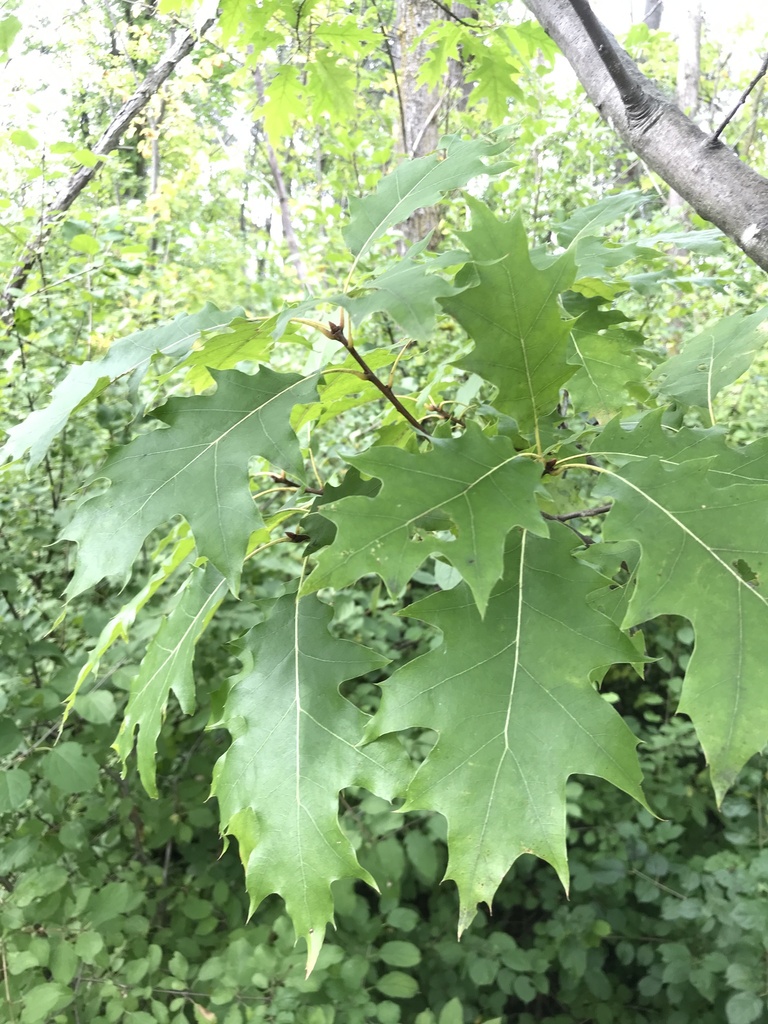 northern red oak from Île de Montréal, Montréal, QC, CA on September 25 ...