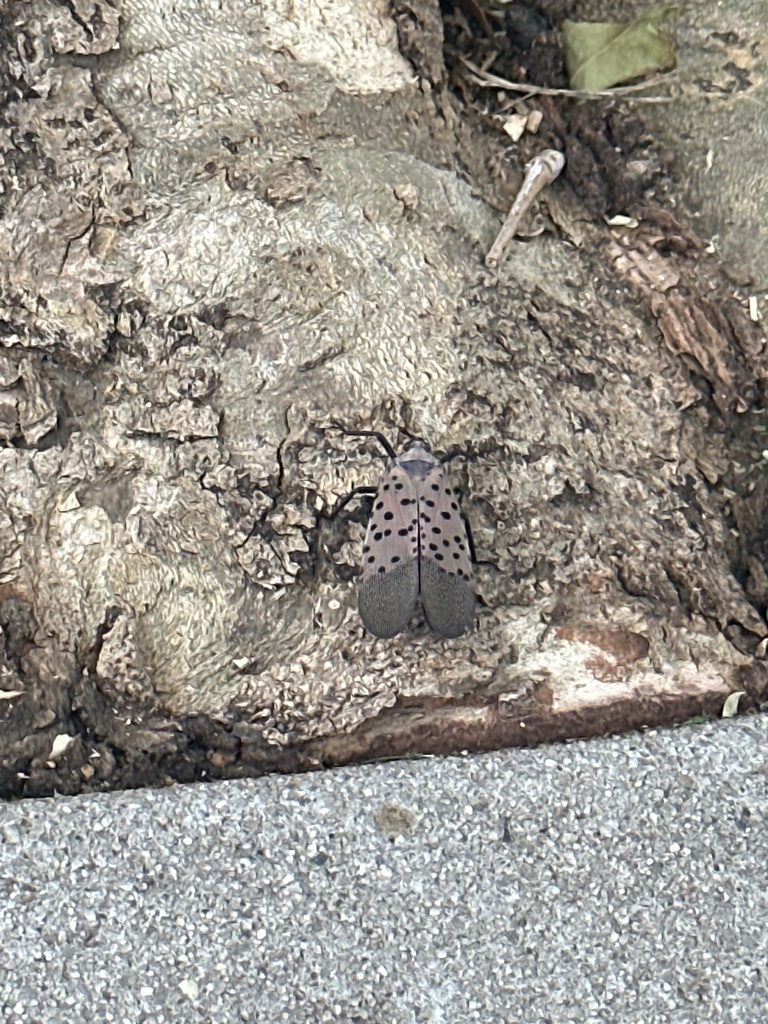 Spotted Lanternfly from Long Island, New York, NY, US on September 25 ...
