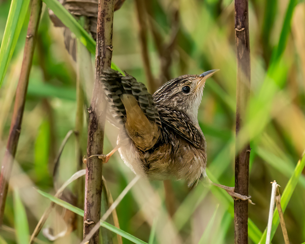 Sedge Wren from Woodstock, MD, USA on September 25, 2022 at 10:06 AM by ...