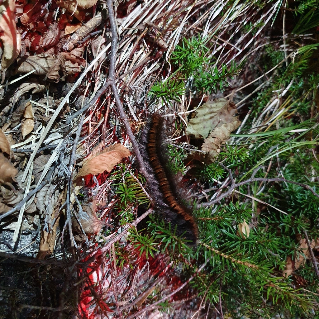 Fox Moth from Rifugio Pirlo Allo Spino on September 20, 2022 at 08:56 ...