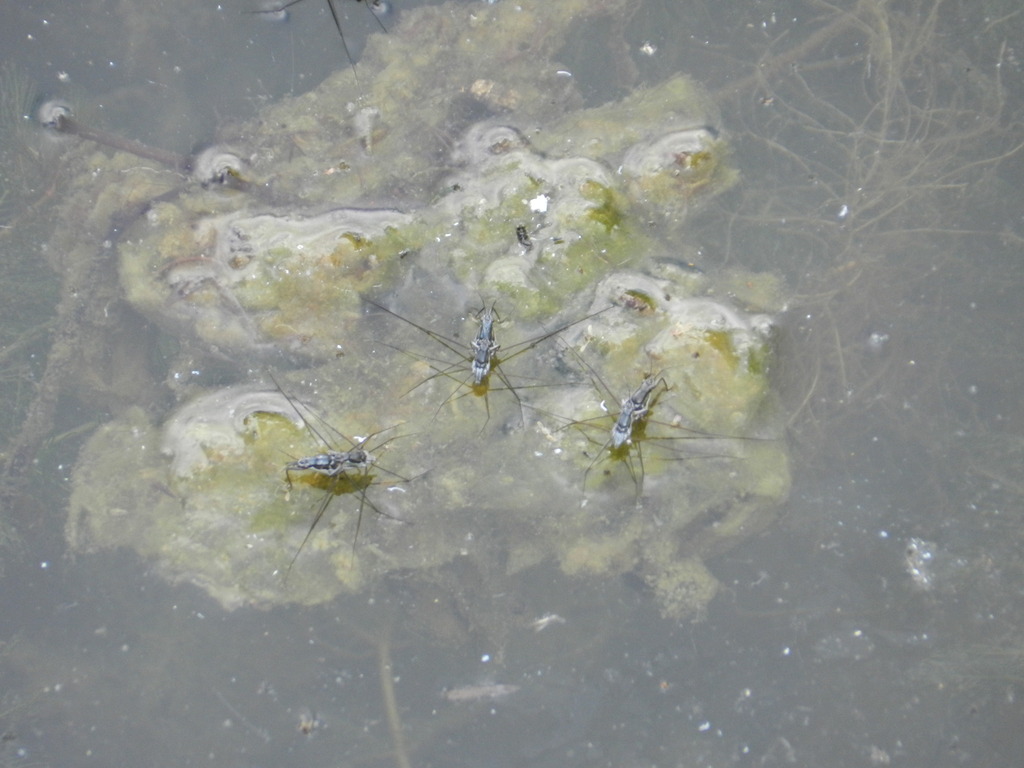 Neogerris hesione from Champaign County, IL, USA on September 25, 2022 ...