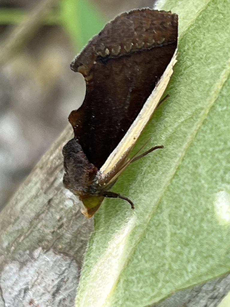 Gonodonta pyrgo from La Huerta, JAL, MX on September 25, 2022 at 11:48 ...