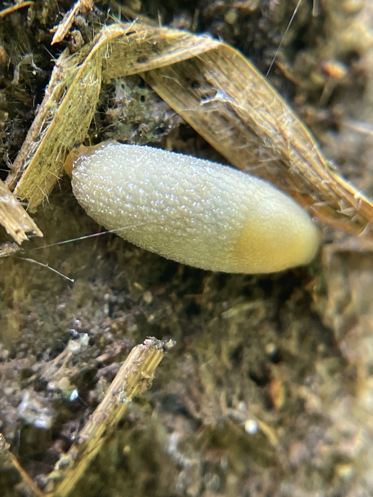 Hedgehog Slug from Elkhorn Rd, Castroville, CA, US on September 25 ...