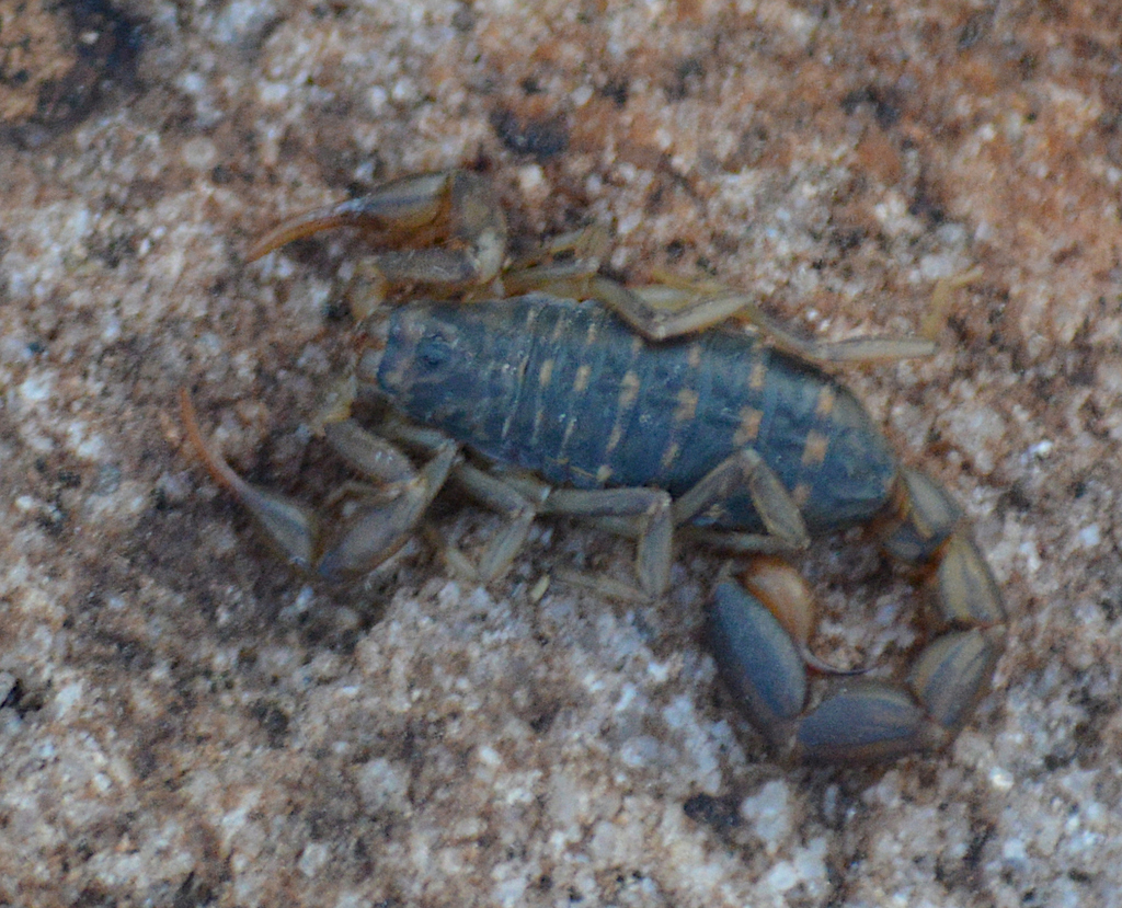 Striped Lesser-Thicktail Scorpion from Silver Mine (Nature Reserve ...