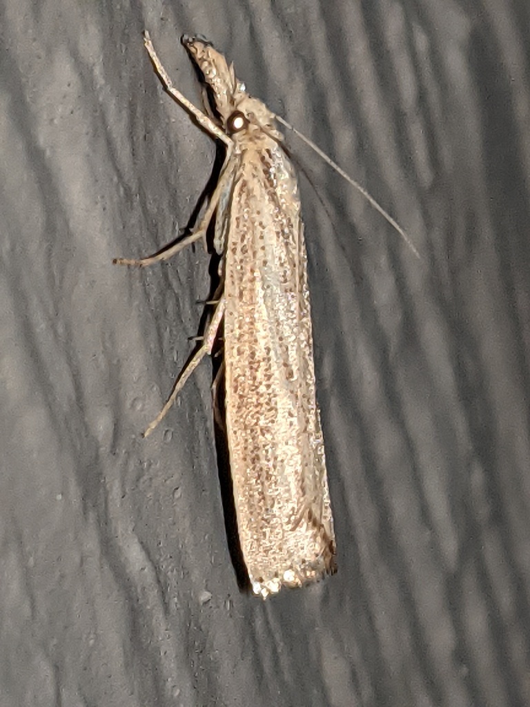 Vagabond Sod Webworm Moth from Allen County, IN, USA on September 21 ...