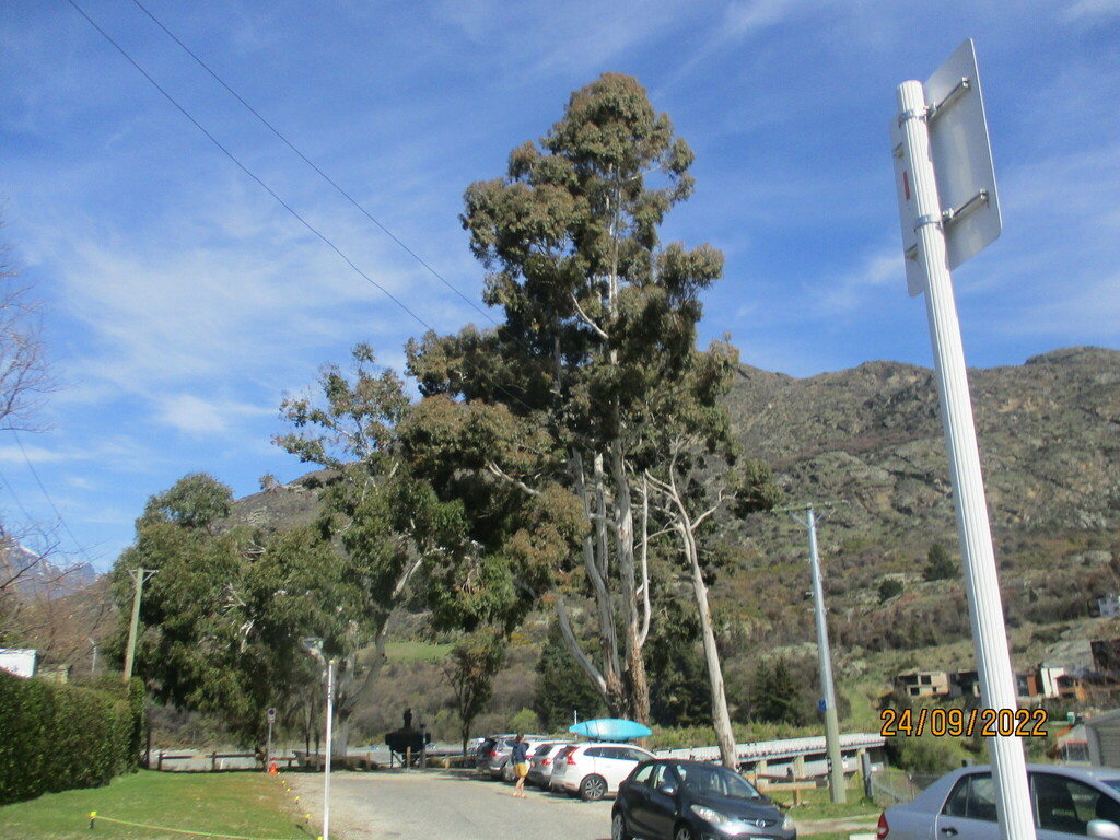 gum trees from Frankton, Queenstown, New Zealand on September 24, 2022 ...