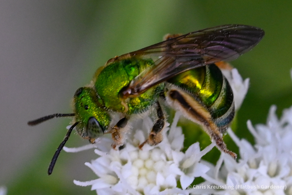 Agapostemon from Beverly Square East, New York, United States on ...