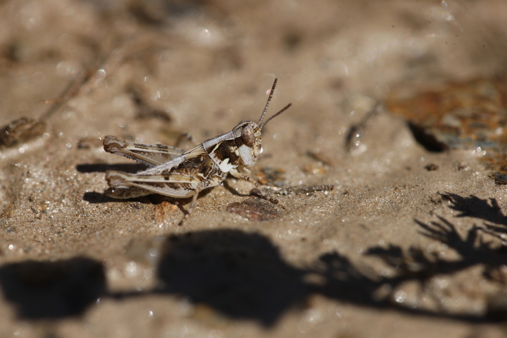 Dociostaurus from Madrid, España on July 8, 2022 at 11:48 AM by Natalia ...