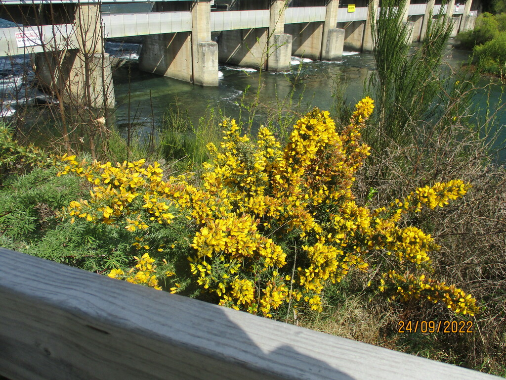 gorse from Frankton, Queenstown, New Zealand on September 24, 2022 at ...