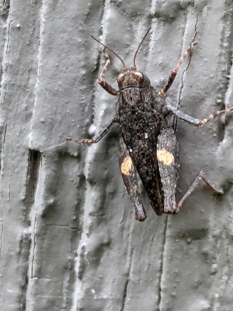 Black-sided Pygmy Grasshopper from Allen County, IN, USA on September ...