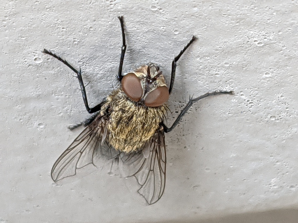 Cluster Flies from Allen County, IN, USA on September 25, 2022 at 01:49 ...