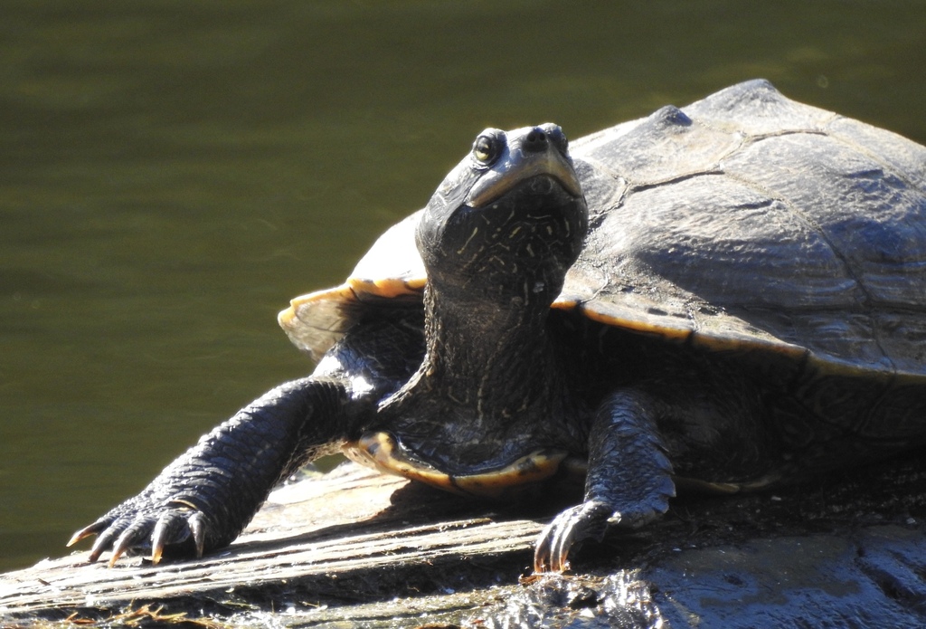 False Map Turtle from Victoria, BC, Canada on September 25, 2022 at 10: ...