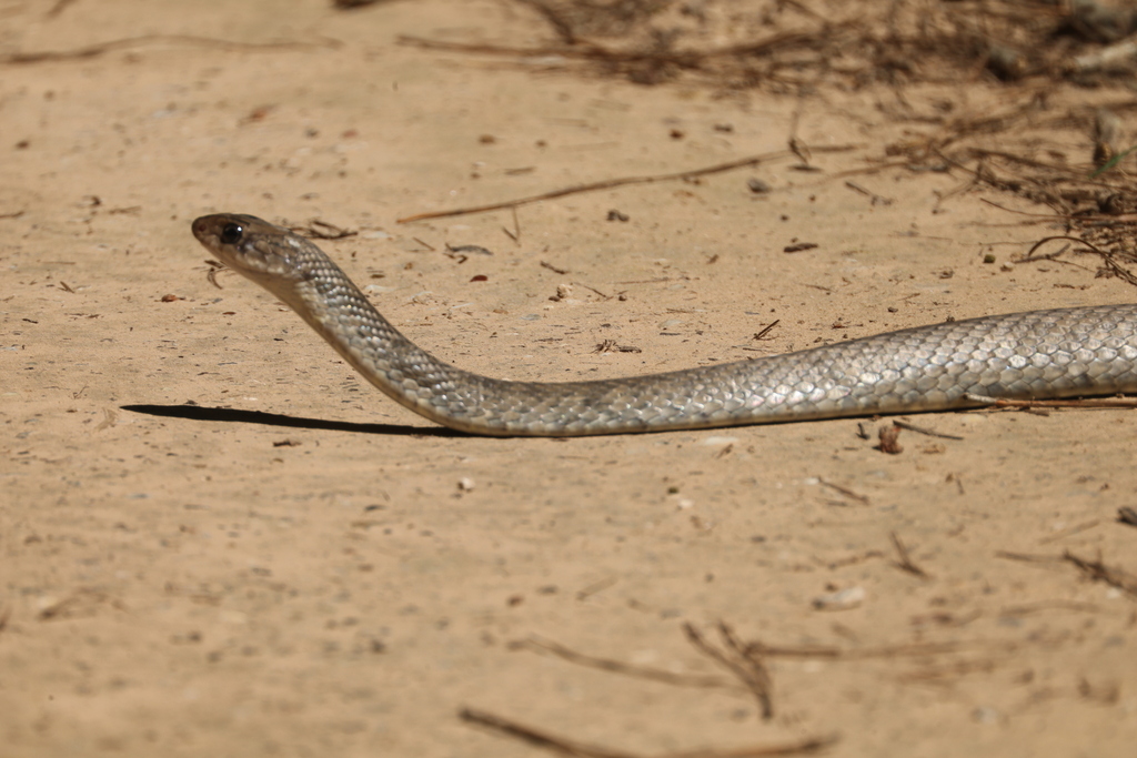 Tan Racer from Hardin County, TX, USA on September 24, 2022 at 12:22 PM ...