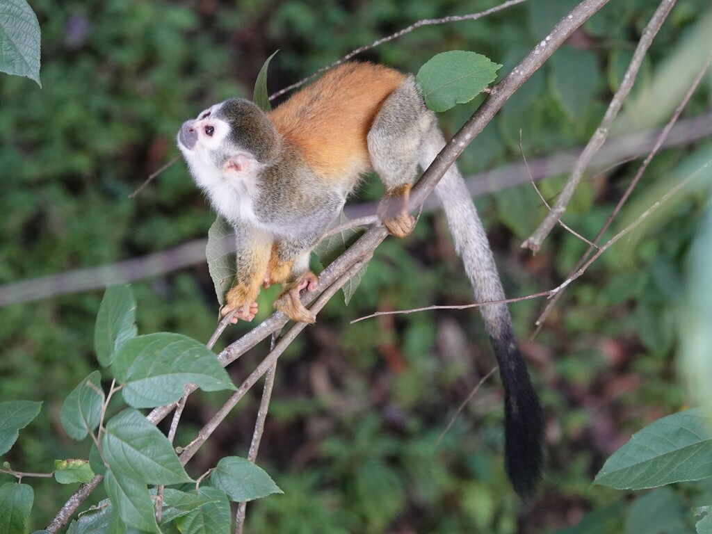 Central American Squirrel Monkey (Saimiri oerstedii) - Know Your Mammals