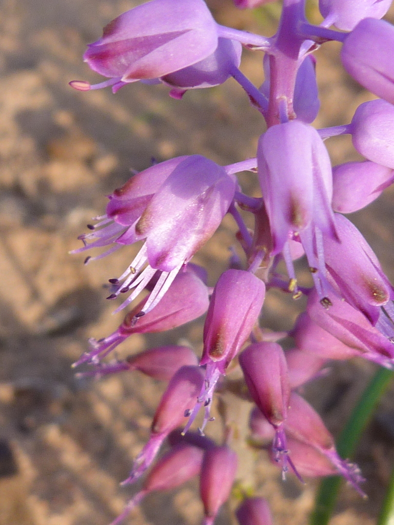 Cape Cowslips from Hawerland Farm north, Graafwater, West Coast ...