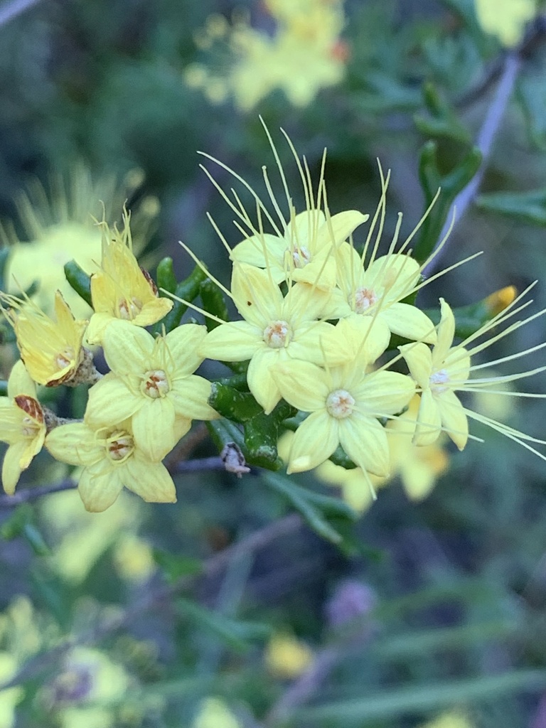 Phebalium bifidum from Port Macquarie Rd, Bogee, NSW, AU on September ...