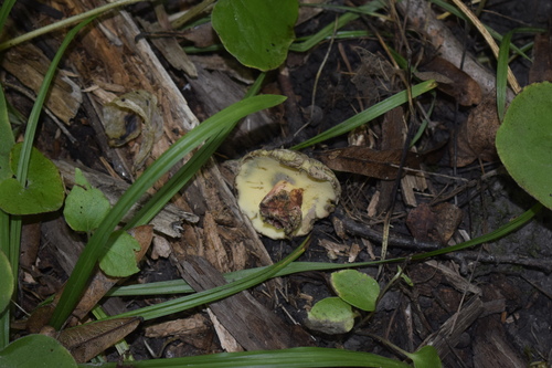 Observations by nicothoe · iNaturalist