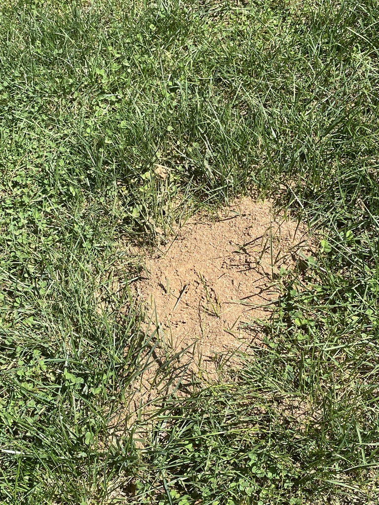 Saevissima-group Fire Ants from Reinhardt University, Waleska, GA, US ...