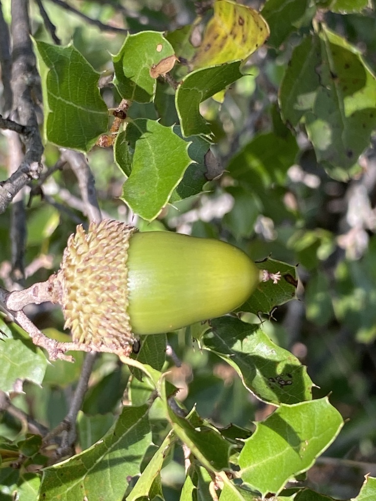 Kermes oak from Pic Saint-Loup, Valflaunès, Occitanie, FR on September ...