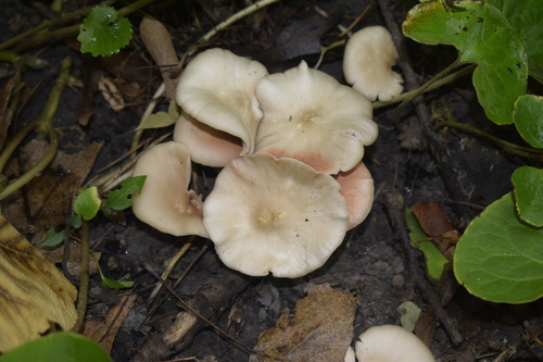 Observations by nicothoe · iNaturalist