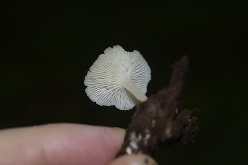 Observations by nicothoe · iNaturalist