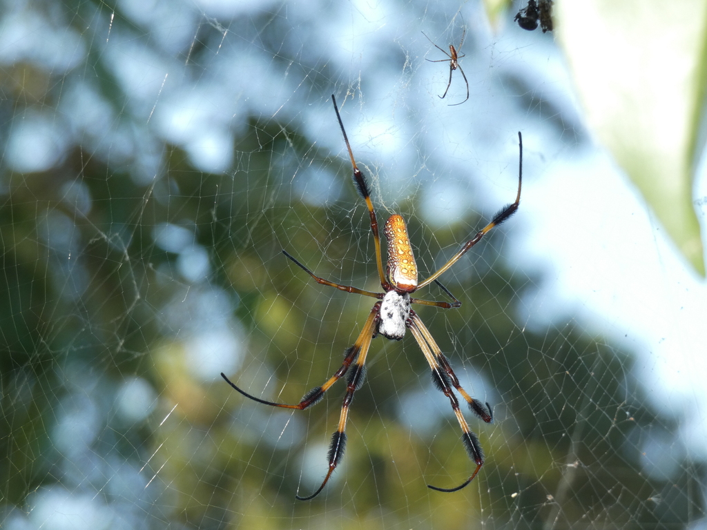 Golden Silk Spider from Horseshoe Dr, Natchez, MS 39120, USA on ...
