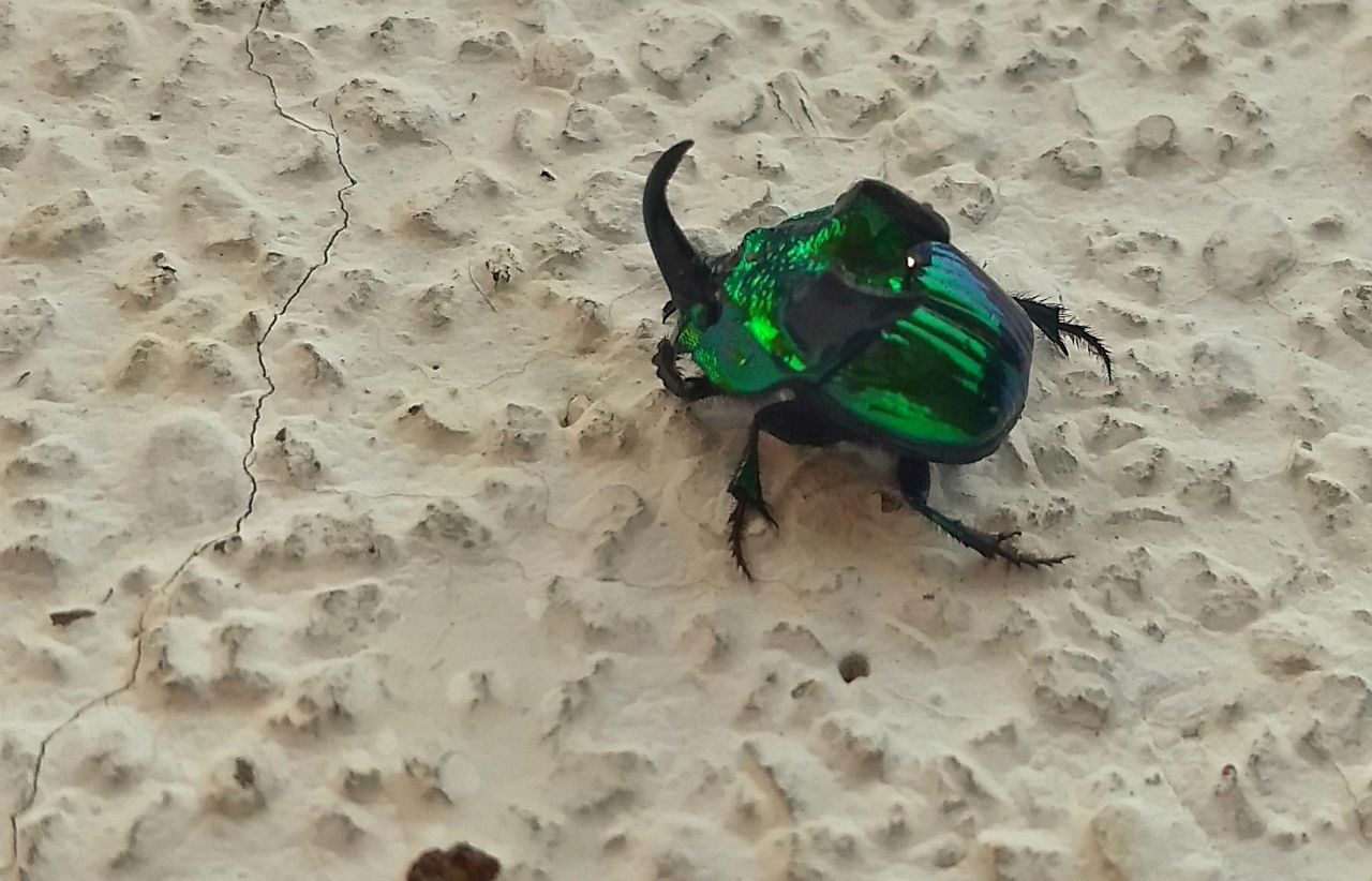 Phanaeus demon Castelnau, 1840