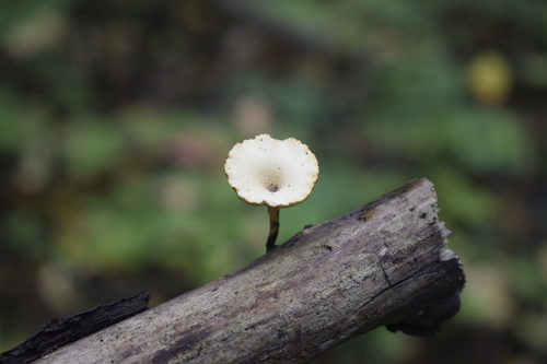 Observations by nicothoe · iNaturalist