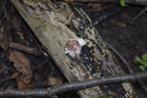 Observations by nicothoe · iNaturalist