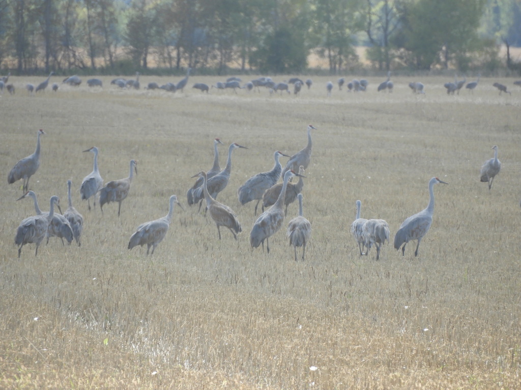 Sandhill Crane from Timiskaming District, ON, Canada on September 24 ...