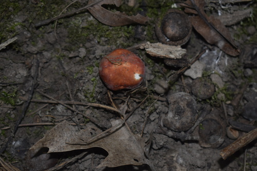 Observations by nicothoe · iNaturalist