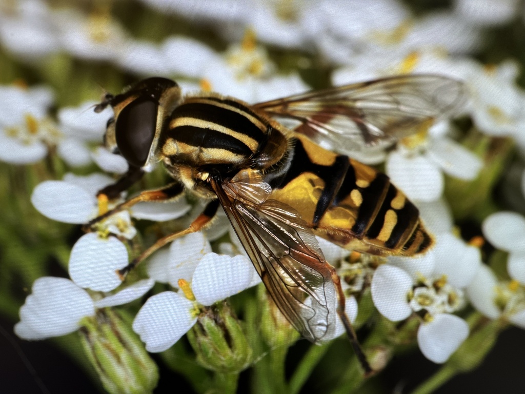 Sun Fly from Dzūkija National Park, Žiogeliai, Alytus Region, LT on ...