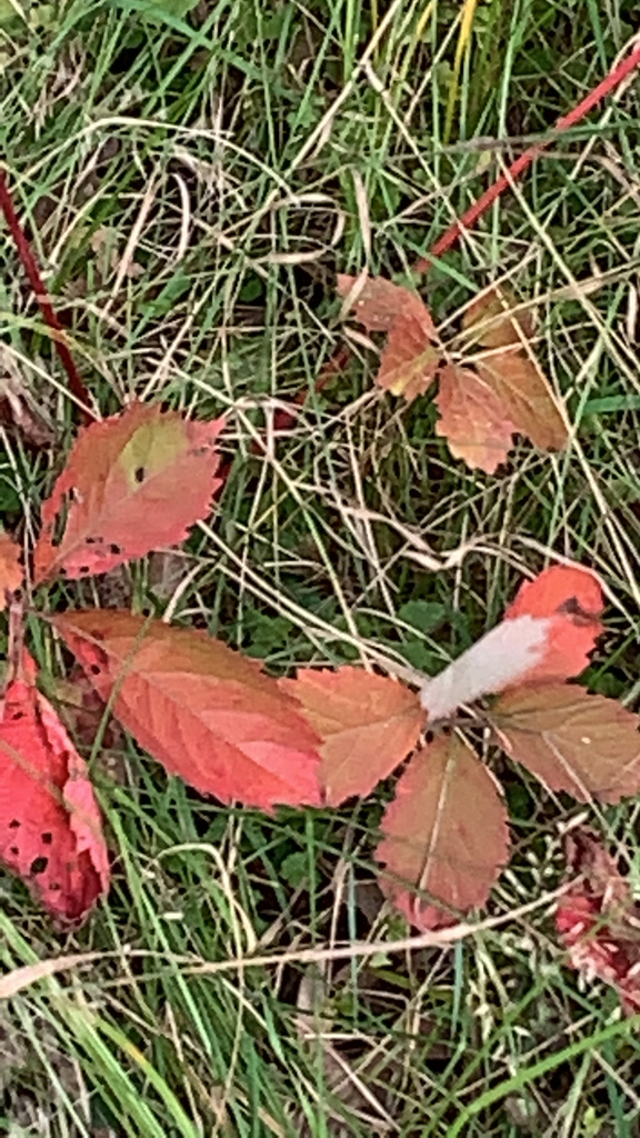 thicket creeper from Scandia on September 25, 2022 at 03:40 PM by Ann ...