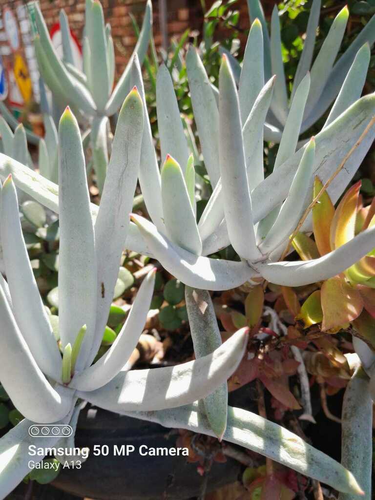 Blue Chalkstick from Cosmo City, Randburg, 2188, South Africa on ...