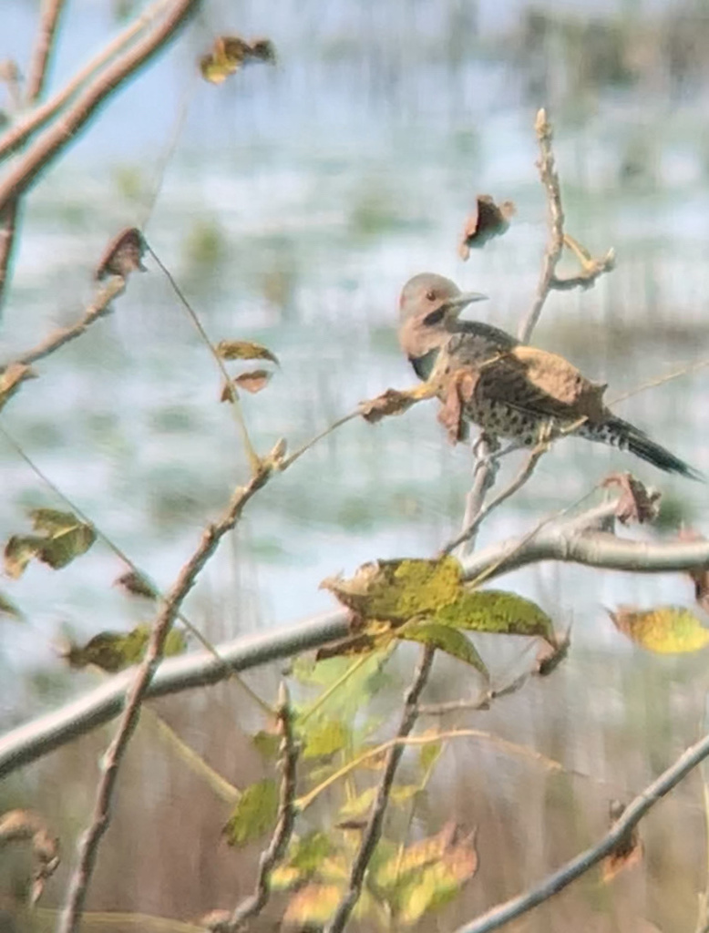 Northern Flicker from Parc national de Plaisance, Thurso, QC, CA on ...